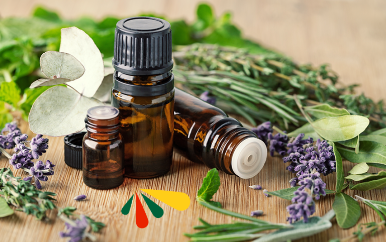 Descubre las Propiedades Curativas de las Plantas Medicinales